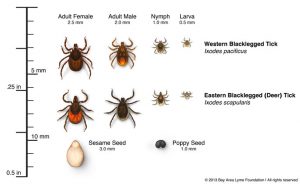 Tick Size Chart - Emily M Eng - Healthy Kids Happy Kids